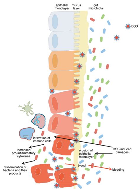 Dss Induced Colitis Model Creative Bioarray Creative Bioarray