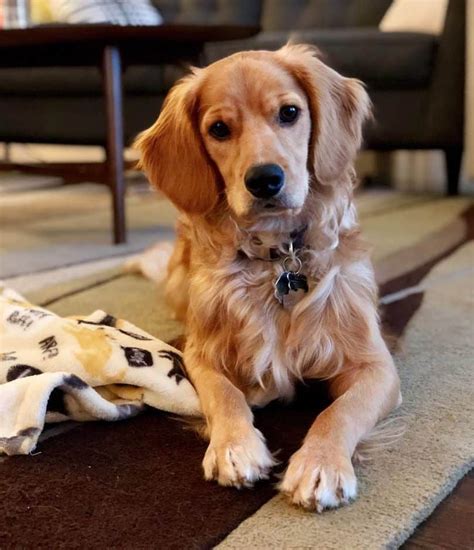 Golden Retriever Cocker Spaniel Mix