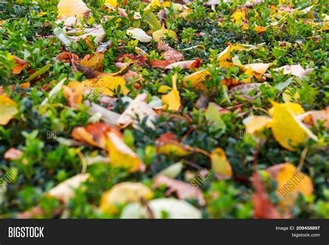 Texture Grass Leaves Image And Photo Free Trial Bigstock