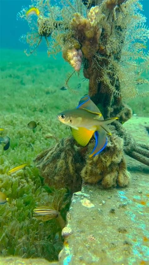 😍🥰💖🌊🐠🐟🎶🎵 Video Akvaryum Deniz Yaşamı Okyanus