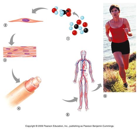 HAP Levels Of Structural Organisation Diagram Quizlet