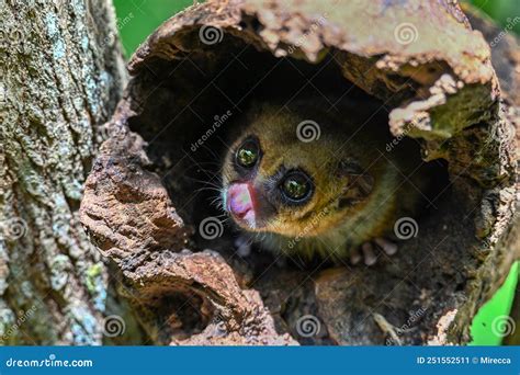 Grey Mouse Lemur Microcebus Murinus Portrait Madagascar Nature