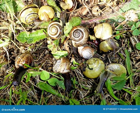 Lots Of Small Snails On The Compost Heap Between The Leftovers Of Lettuce And Food Snail Feast
