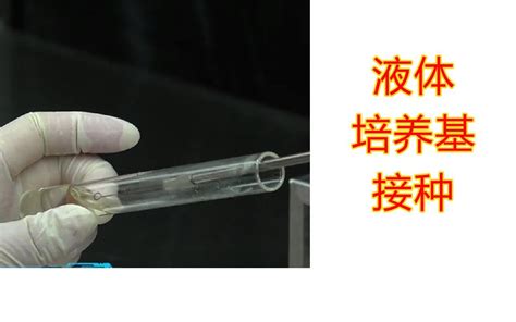 【实验】微生物菌液体培养基接种，斜面培养基转液体培养基，平面培养基转液体培养基 茶煎蛋本蛋 微生物 哔哩哔哩视频