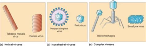 Basic Micro 2 Virology Flashcards Quizlet