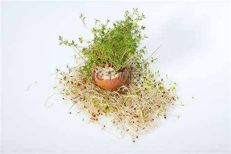 新鲜的紫花苜蓿芽和春季复活节彩蛋高清摄影大图 千库网