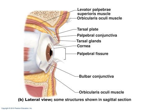 Palpebral Fissure Diagram