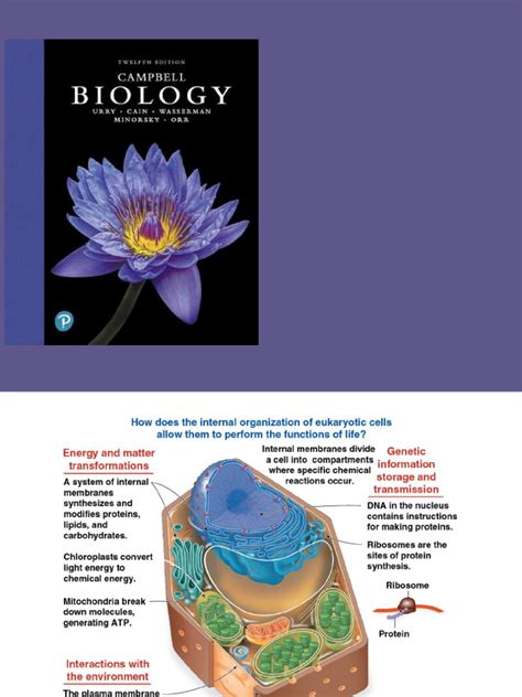 Lecture 4 Cell Structure And Function Part 1 Pdf Cell Biology Cell Nucleus