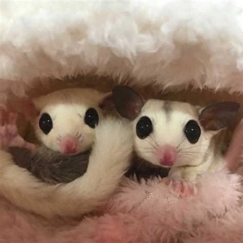 96 Pictures Of Sugar Gliders That Got Us Feeling Love Bored Panda