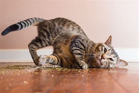 Photographer Takes Photos Of Cats High On Catnip And Its Hilarious