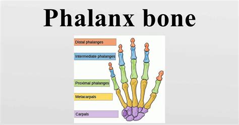 Phalanx Bone Medically