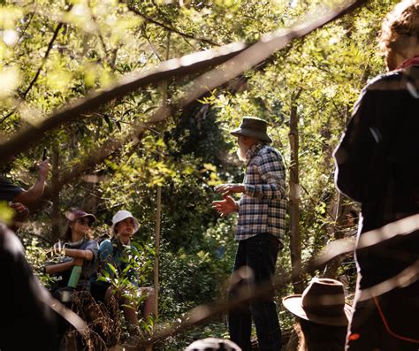 How Do Trees Communicate Greenpop