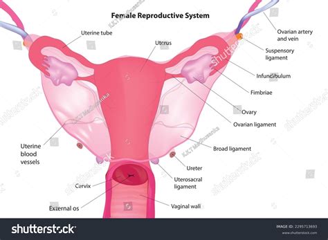 Detailed Female Reproductive System Diagram Stock Vector Royalty Free