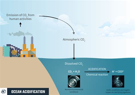 Ocean Acidification Diagram