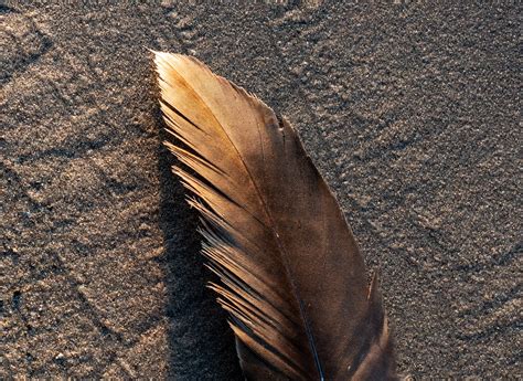 Brown Feather Meaning And Symbolism Color Meanings