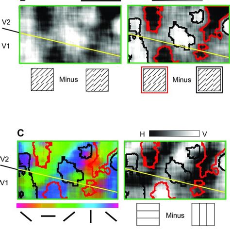 Illusory And Real Contour Representation In Macaque Areas V1 And V2 Download Scientific Diagram