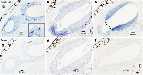 Representative Photomicrographs Of The Main Olfactory Epithelium And Download Scientific