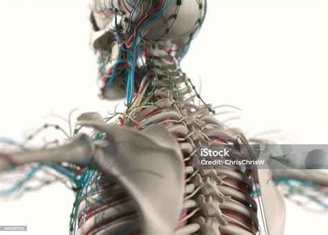 인체 해부학 시체입니다 스 켈 레 탈 장기 혈관 림프 및 신경 시스템 건강관리와 의술에 대한 스톡 벡터 아트 및 기타 이미지 건강관리와 의술 남아프리카공화국 내부