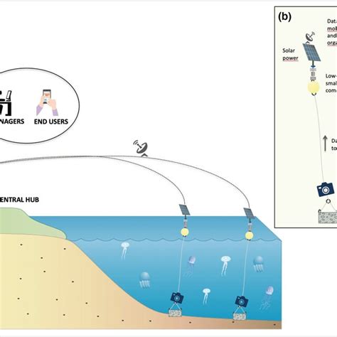 Jellyfish Detection Examples From Left To Right And Top To Bottom Download Scientific Diagram
