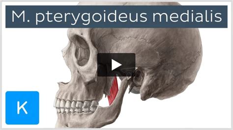 Musculus Pterygoideus Medialis Und Lateralis Anatomie Kenhub My Xxx Hot Girl