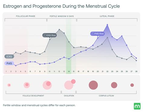 Estrogen And Progesterone Differences Symptoms And Hormonal Balance