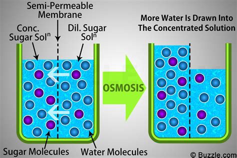 Examples Of Osmosis For A Better Understanding Of The Concept Biology