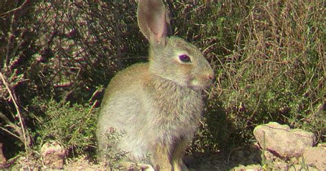 La Naturaleza Que Nos Queda El Conejo Oryctolagus Cuniculus