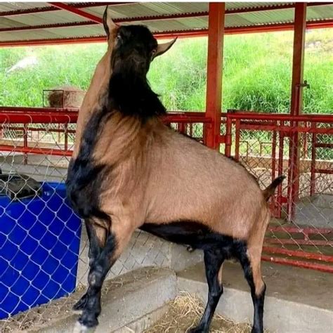 ماعز الالبين في الجزائر وتونس