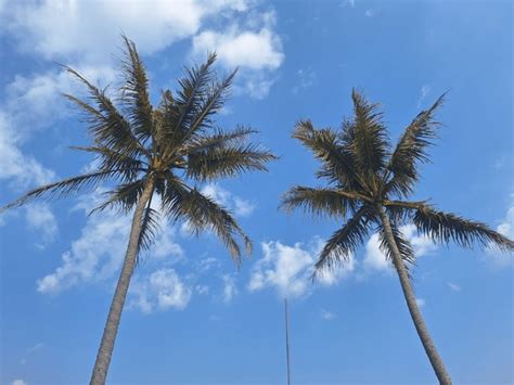 8 En La Categoría «coconet Tree On Beach De Fotos E Imágenes De Stock Libres De Regalías