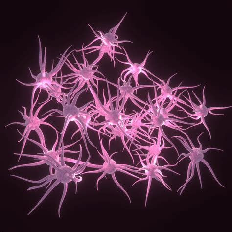 Brain Neuron Free 3d Model On