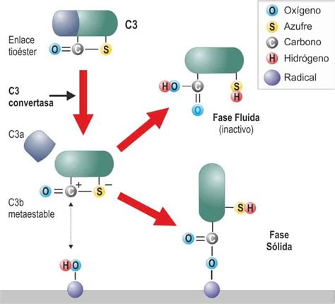Via Alterna Del Complemento Ajore