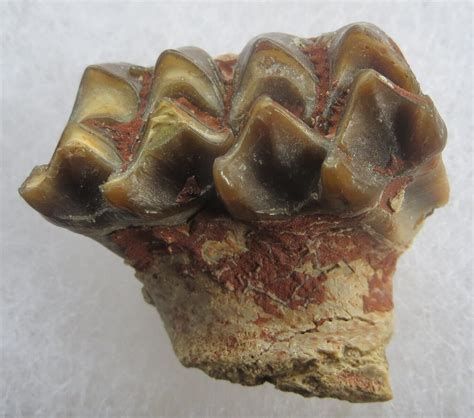 Oreodont Partial Jaw Member Collections The Fossil Forum