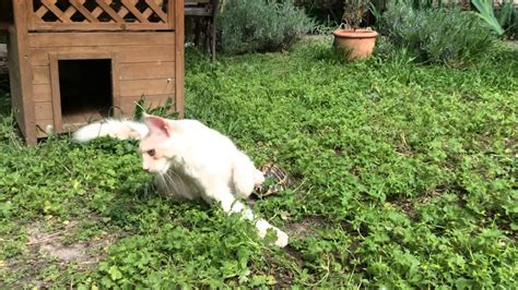 Maine Coon Cat And Tortoise Youtube