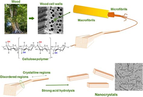 Natural Polymers Cellulose