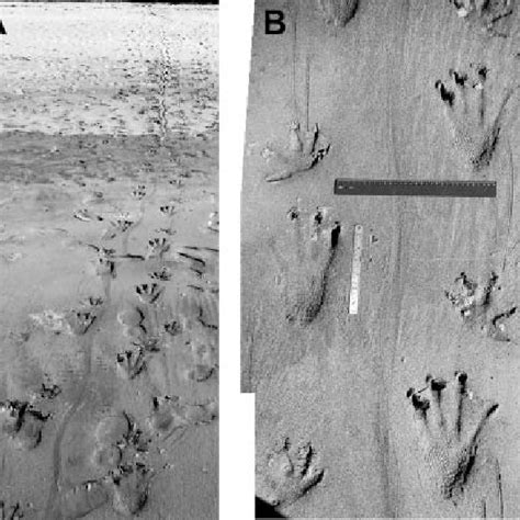 Measurements Of Crocodile Footprints And Trackways Manus Length D A A