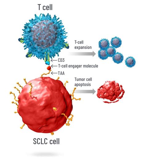 Amgen Oncology On Linkedin Dll3 And T Cell Engager Technology For Sclc Dll3 Possibilities