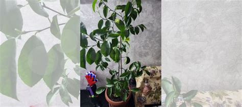 Лимонное дерево купить в Санкт Петербурге Товары для дома и дачи Авито