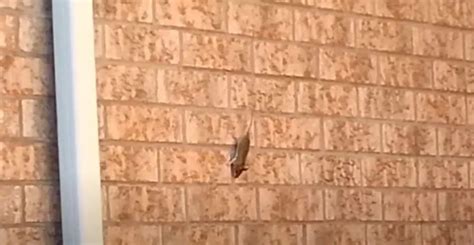 What Can Rats NOT Climb Why Rats Are Great Climbers