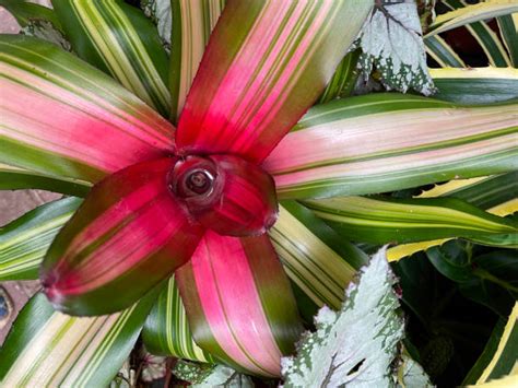 Bromeliad Plant Blossom Flora Free Photo On Pixabay