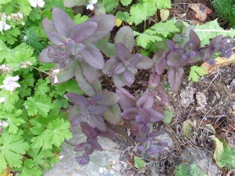 Propagation Of The Upright Sedum Varieties