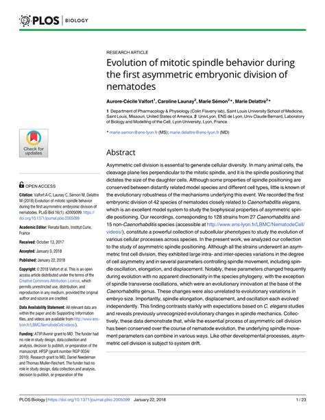 Evolution Of Mitotic Spindle Behavior During The First Asymmetric