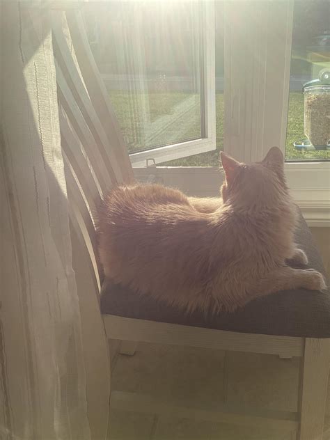 Sunbathing ☀️ Oc R Aww