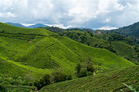 말레이시아 카메론 고원의 아름다운 차 농장 풍경 푸른 하늘과 구름으로 고립된 녹차 정원 산 차 제품 배경에 대한 디자인 개념 0명에 대한 스톡 사진 및 기타 이미지 Istock