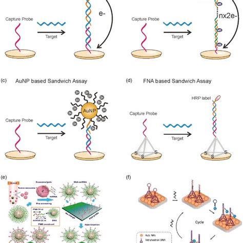 Pdf Nucleic Acids Analysis