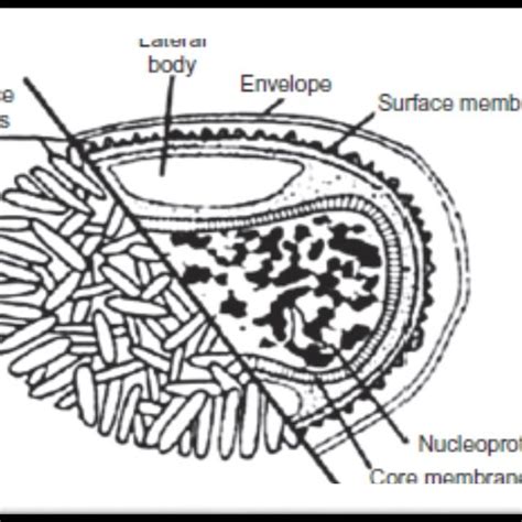 Morphological Structure Of Lsdv Haftu Et Al 2012 Download