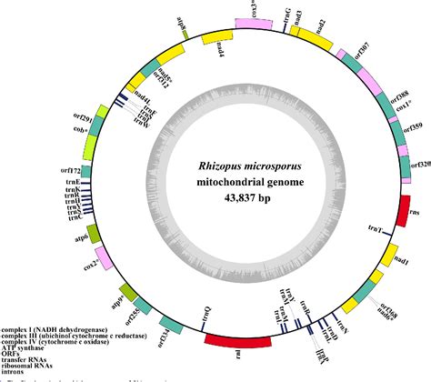 Figure 2 From Mitochondrial Genomic Characteristics And Phylogenetic