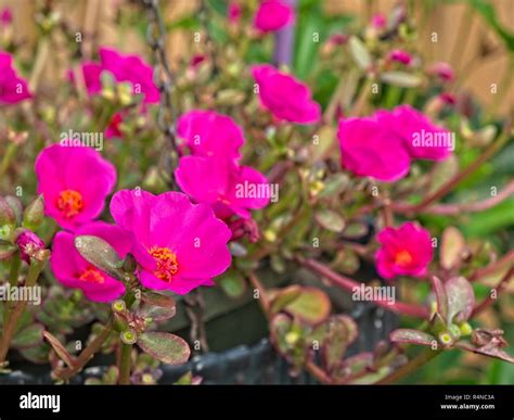 Portulaca Grandiflora Rose Moss Or Mexican Rose A Flowering Succulent Plant Popular For