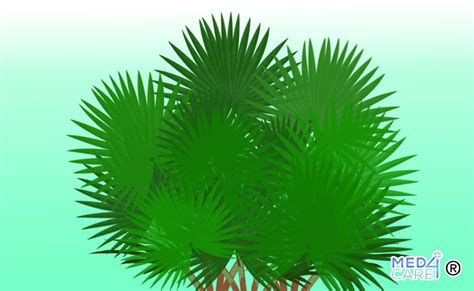 Serenoa Repens Caratteristiche E Proprietà Medicinali Med4care