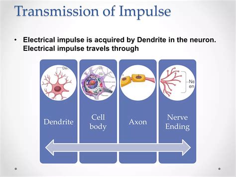 Ncert Class 10 Science Chapter 7 Control And Coordination PPTX