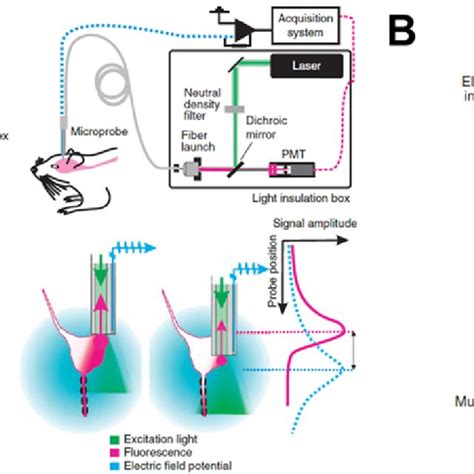 A A Flex Rigid 124 Channel ECoG Electrode Array To Measure Neural Download Scientific Diagram